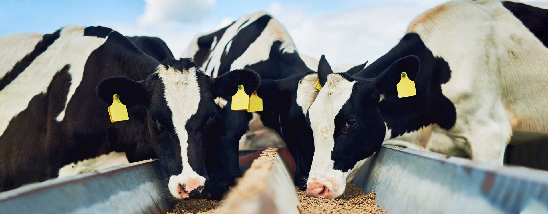 Nutrition animale - Tereos - Tereos