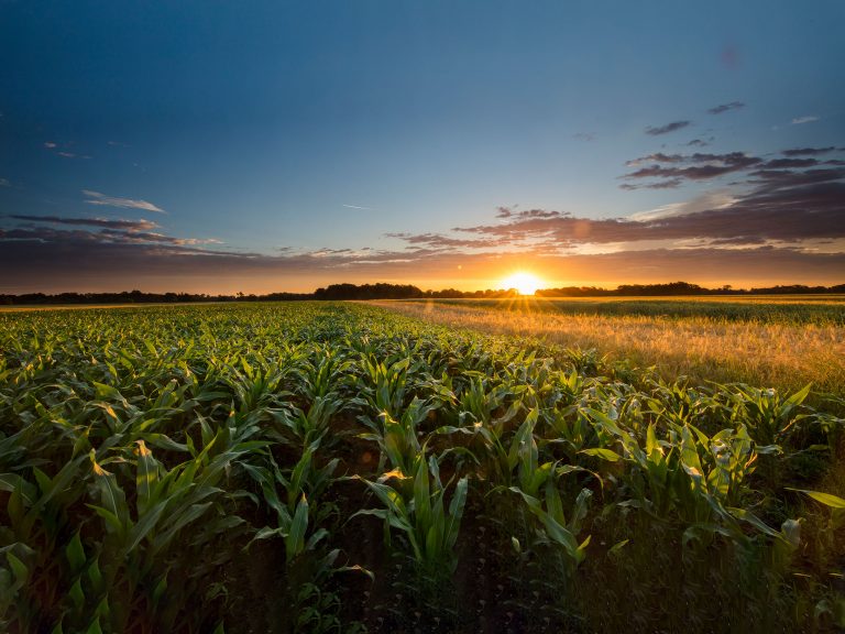 Corn - Tereos - Tereos