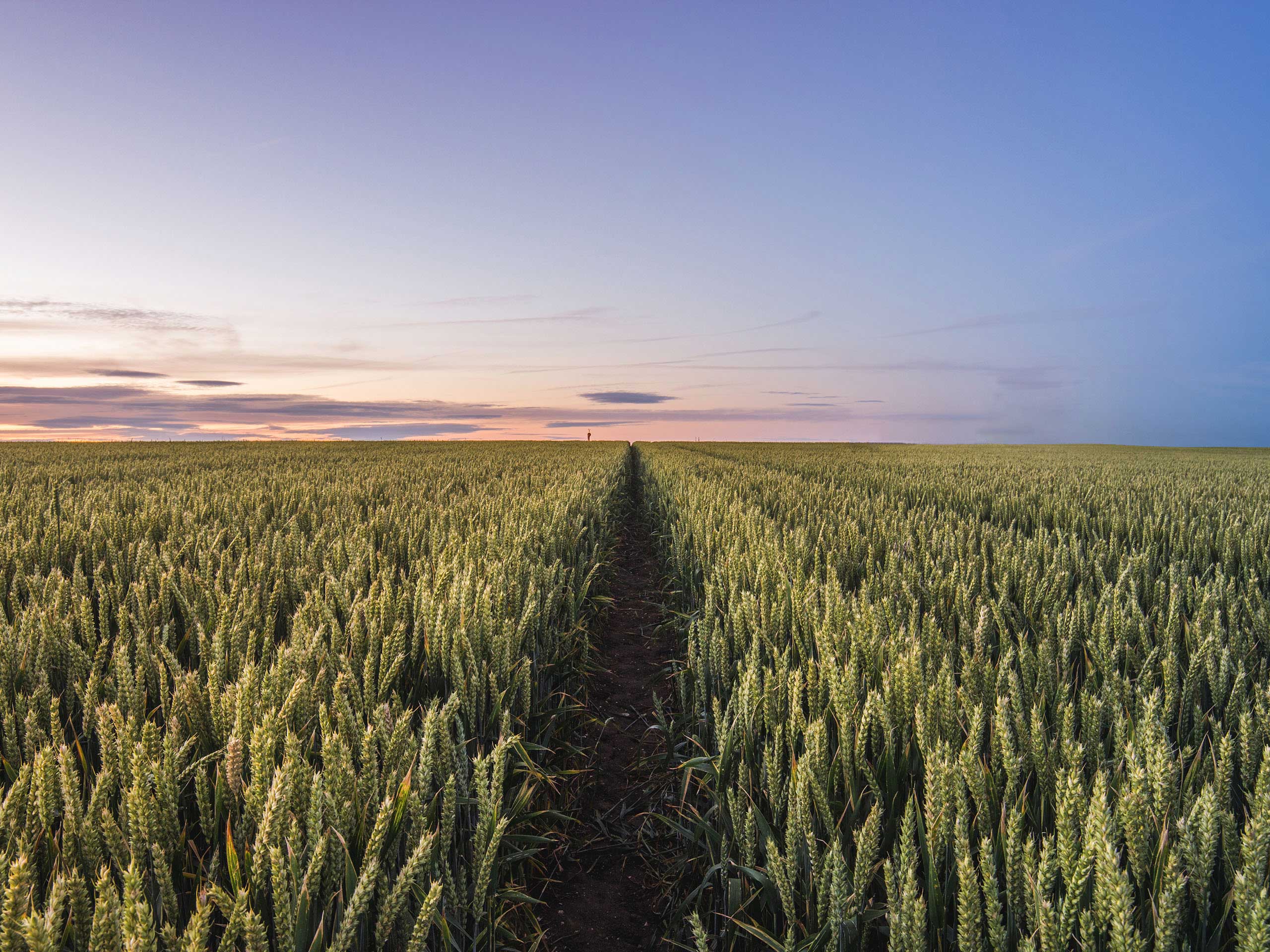 Wheat - Tereos - Tereos