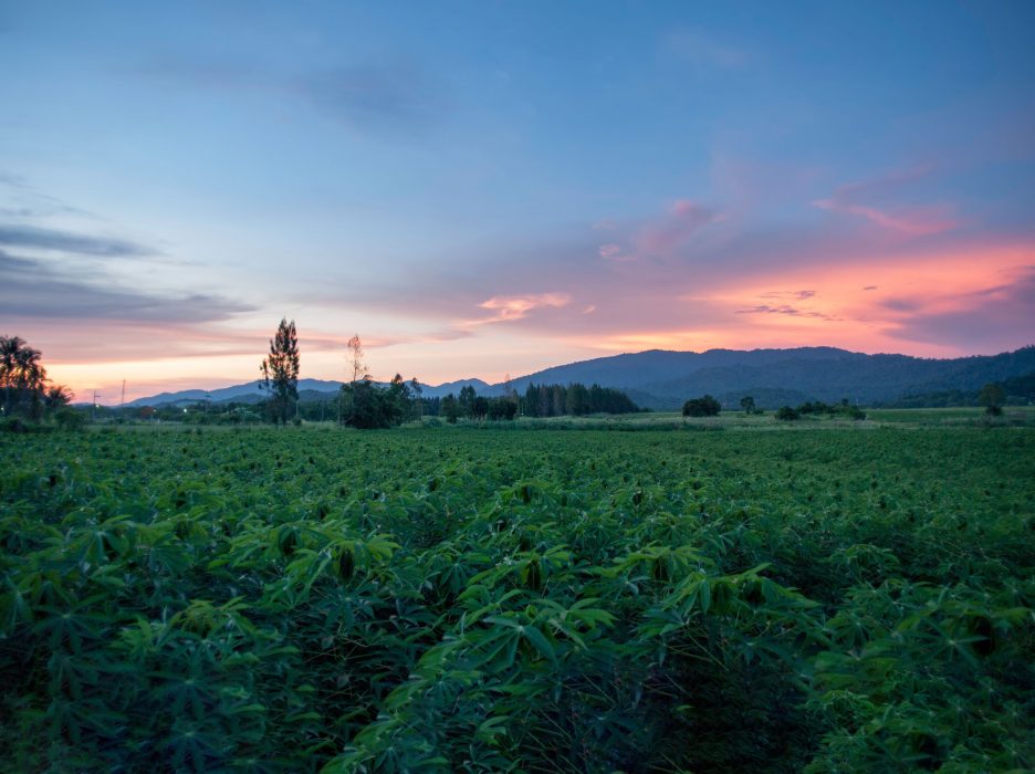 Our expertise serving the quality of our products - Tereos - Tereos