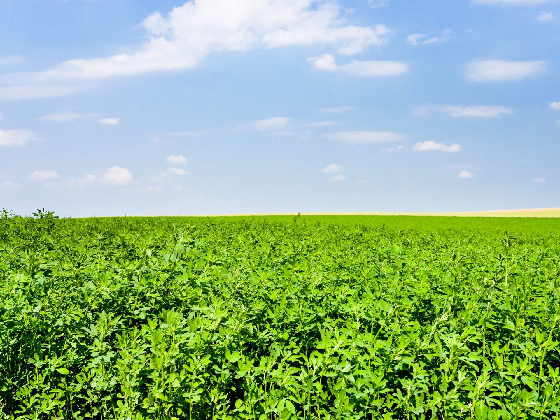 Luzerne - Tereos - Tereos