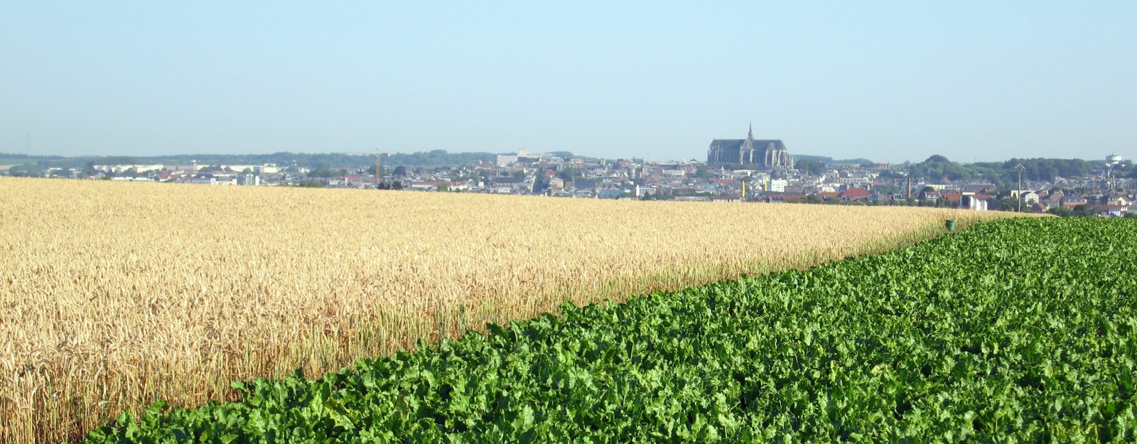 Tereos starts organic sugar production in France! - Tereos - Tereos