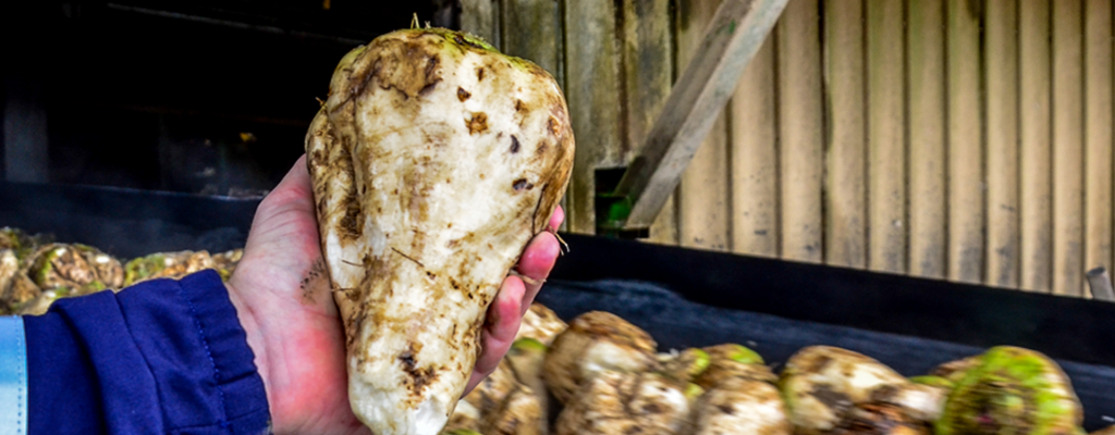 High-Purity Sugar Beet Syrup at Tereos France - Tereos - Tereos