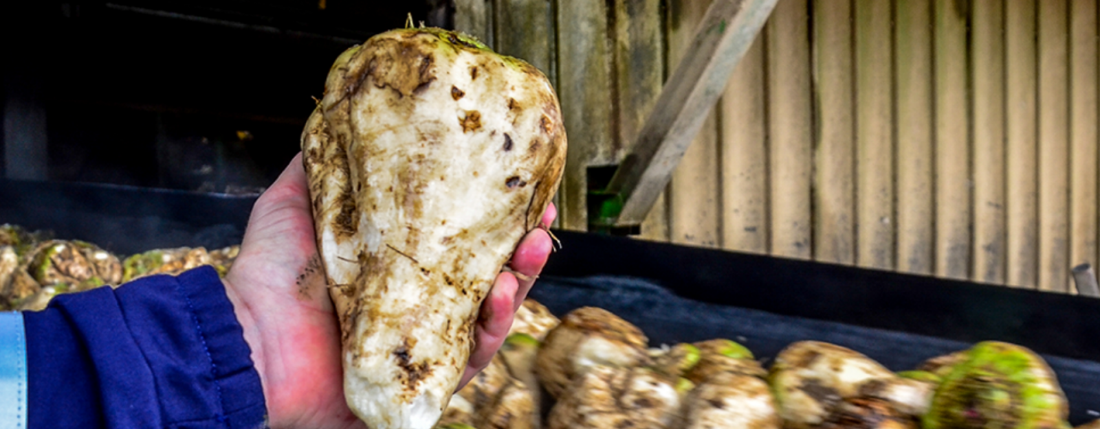 High-Purity Sugar Beet Syrup at Tereos France - Tereos - Tereos