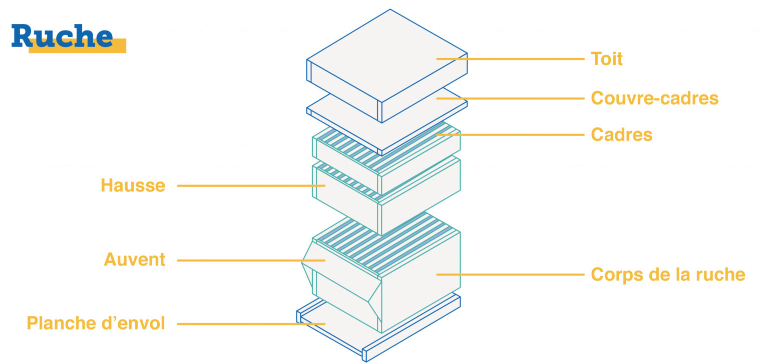 Offre Tereos : zoom sur le nourrissement des abeilles - Tereos - Tereos