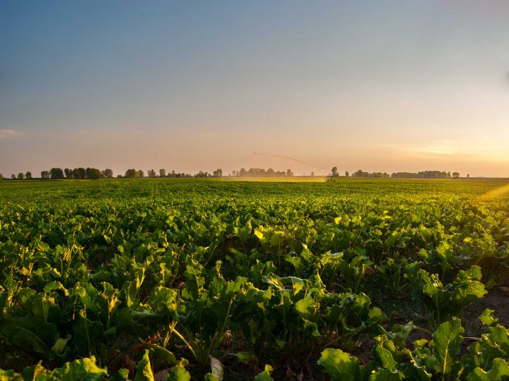 Tereos - Cooperative sugar group in France - Tereos