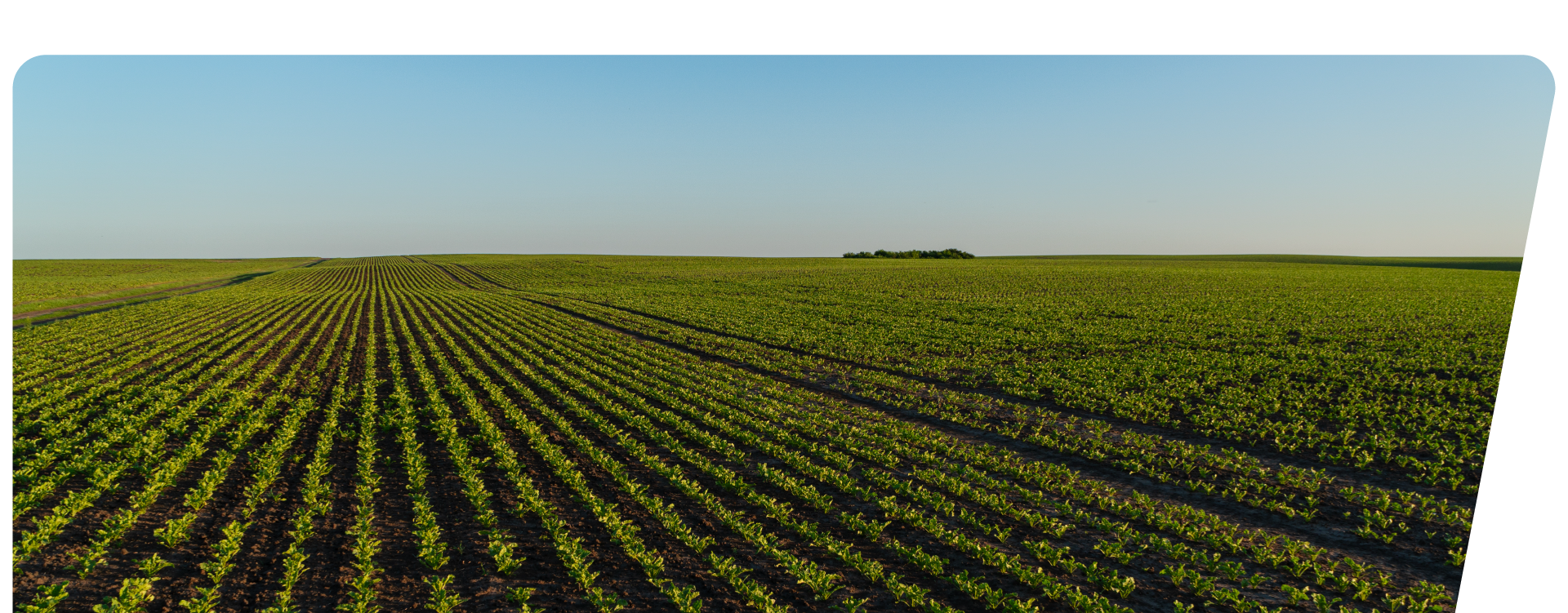 Discover our 2023/24 annual report - Tereos - Tereos