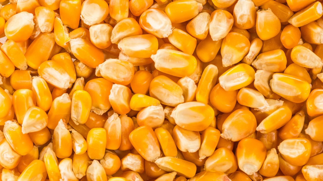 Milho - Brasil - Brasil